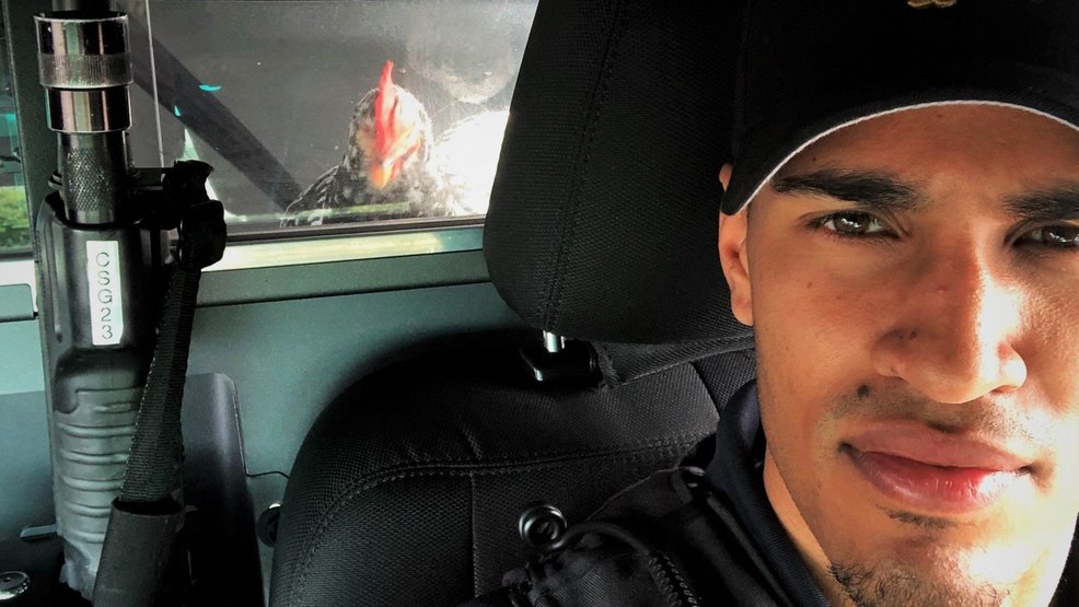 Free-range chicken: Officer picks up hitchhiking hen in patrol car | KATU