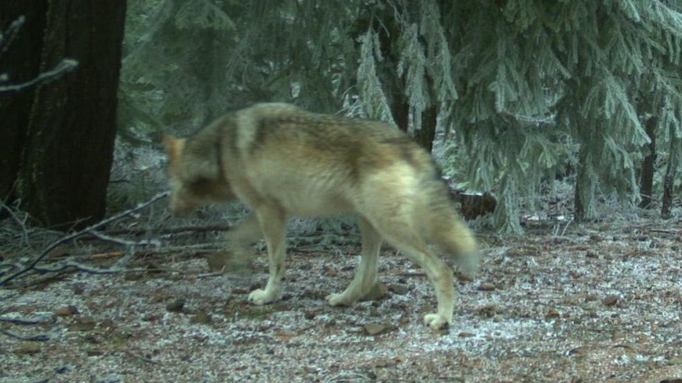 Wolves active in Mount Hood area for first time since species returned ...