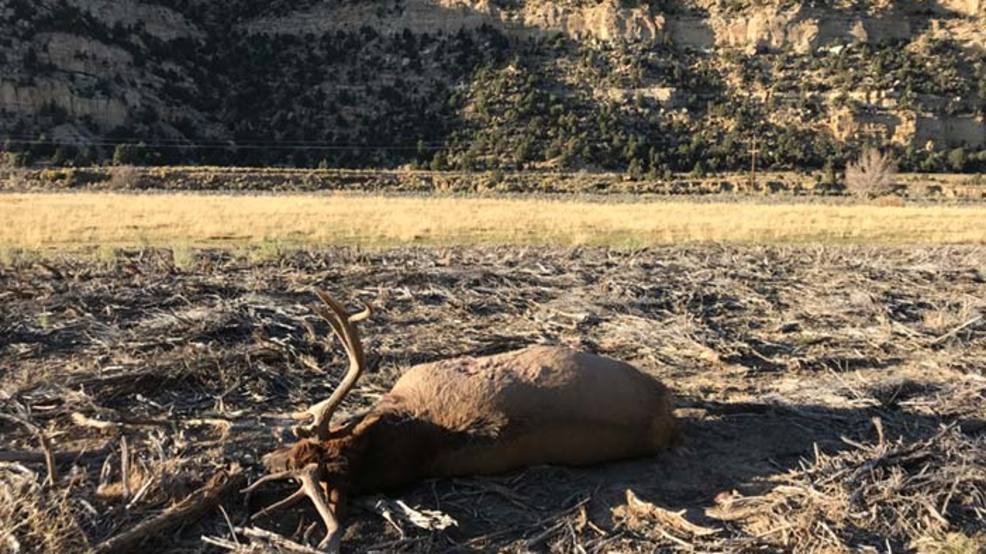 Bull elk illegally shot, killed in Garfield County | KUTV
