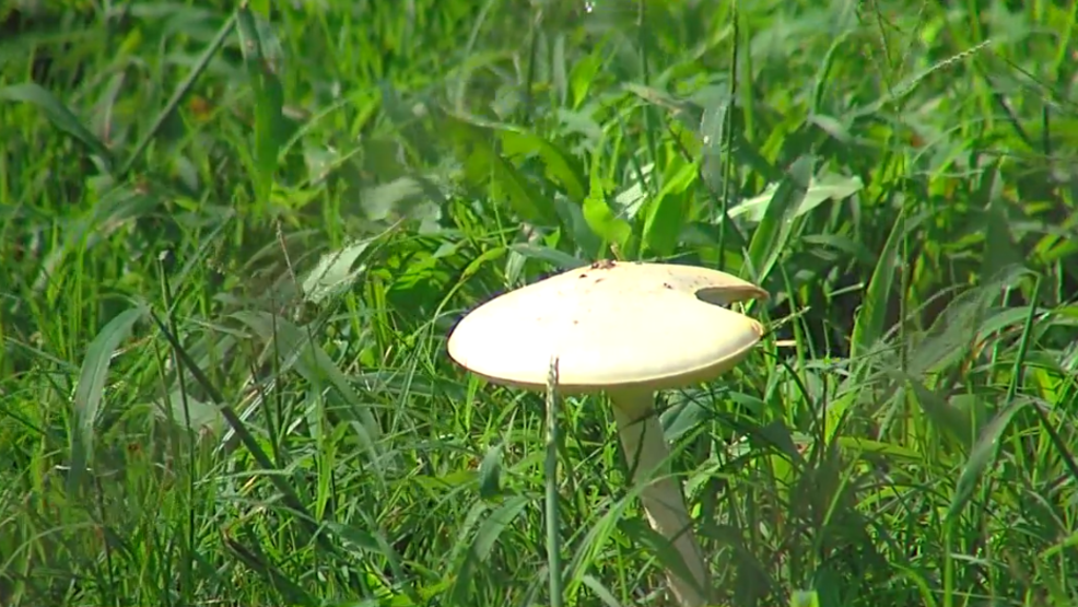 Shroom bloom, be cautious of mushroom growing in yards | KTUL