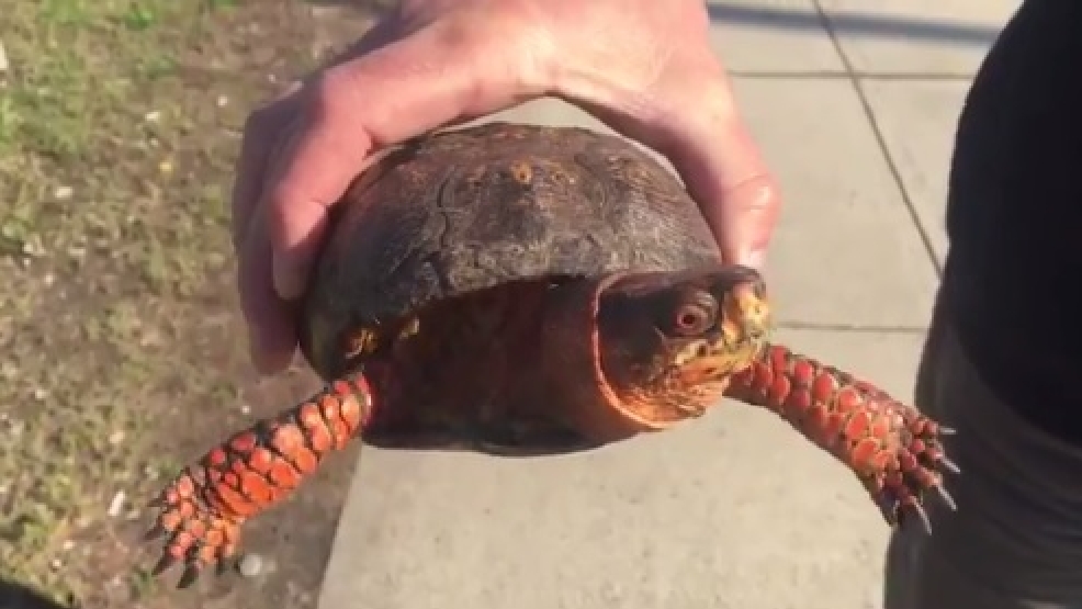 NBC 10 photographer, reporter rescue turtle from traffic on busy street ...
