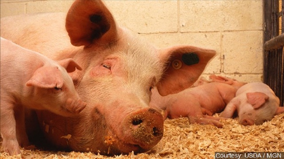 Chief defends officer's shooting of 100-pound pet pig | WHP