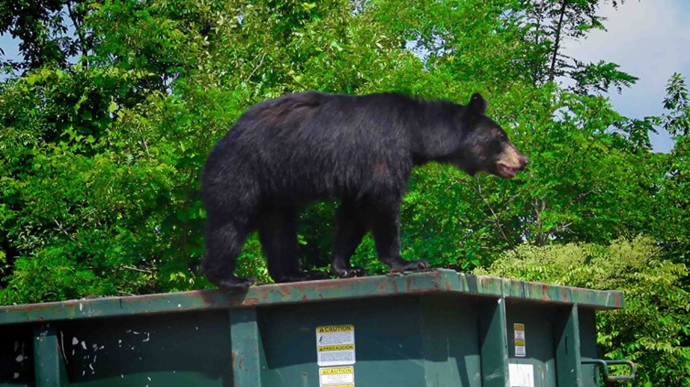 Oklahoma Wildlife Officials Have Advice To Keep The Bears Away Ktul