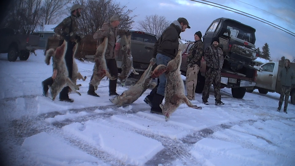 Furor erupts in Oregon Senate over ban on coyote-killing contests | KVAL