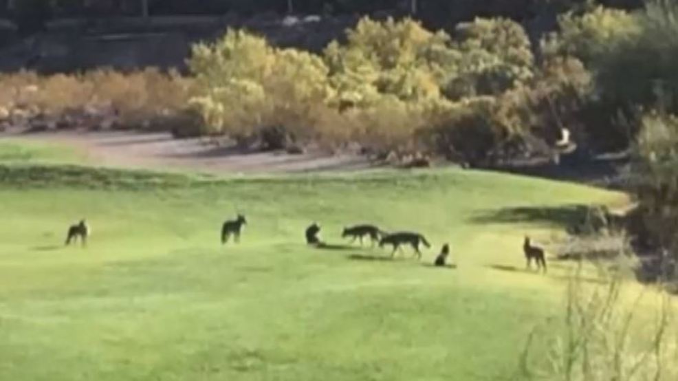 Residents alarmed after multiple coyotes spotted roaming golf course | KSNV