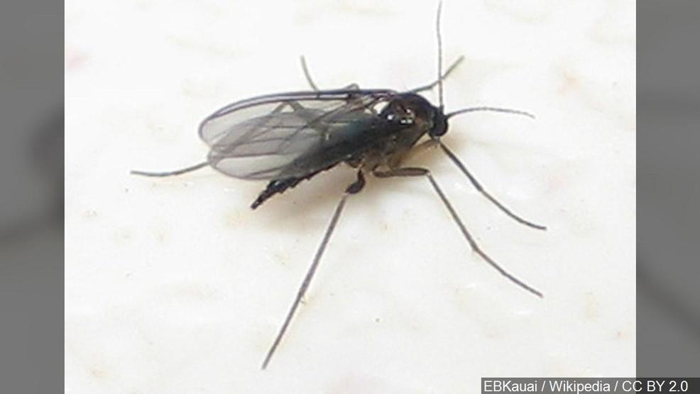 Is the gnat line dead? Why the bugs are in North Georgia for now | WGXA