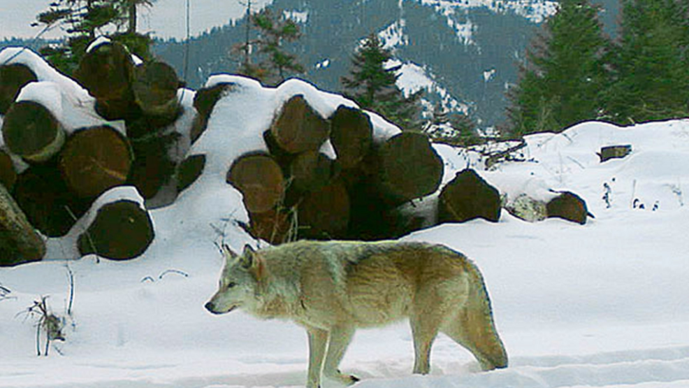 Researcher says wolf population likely larger than estimates | KBOI