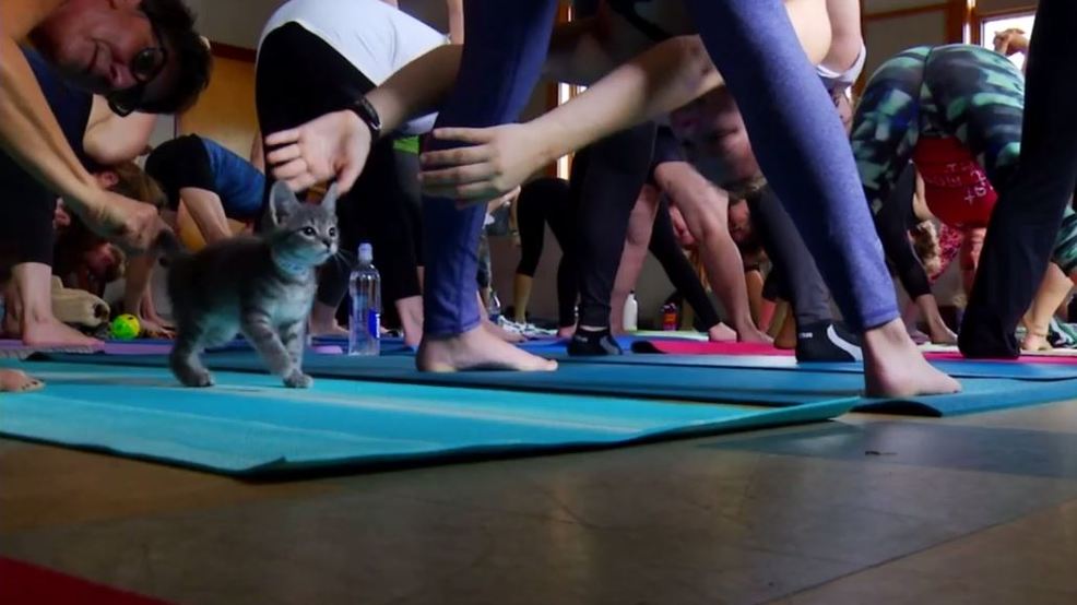 Cat yoga for a good cause | WLOS